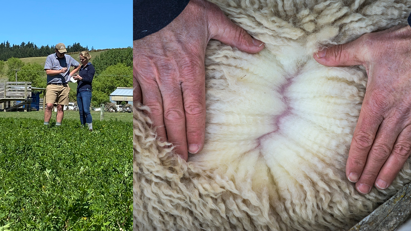 Wool News: How nutrition improves wool quality | PGG Wrightson