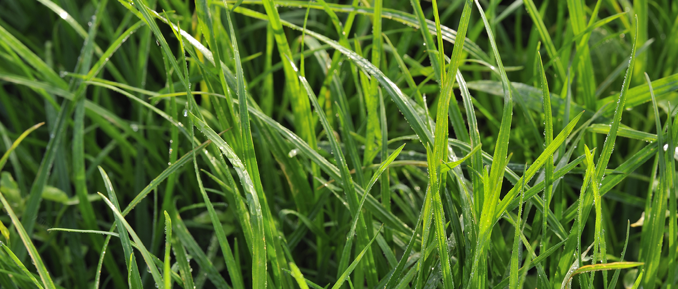 Sowing new pasture? | PGG Wrightson