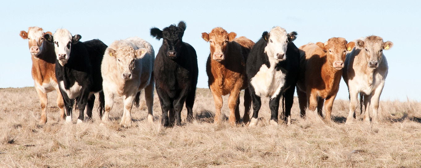 Lice in cattle are better managed early | PGG Wrightson