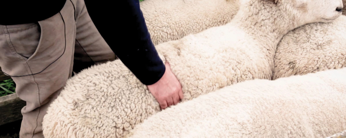 Hogget mating? Focus on body weight | PGG Wrightson