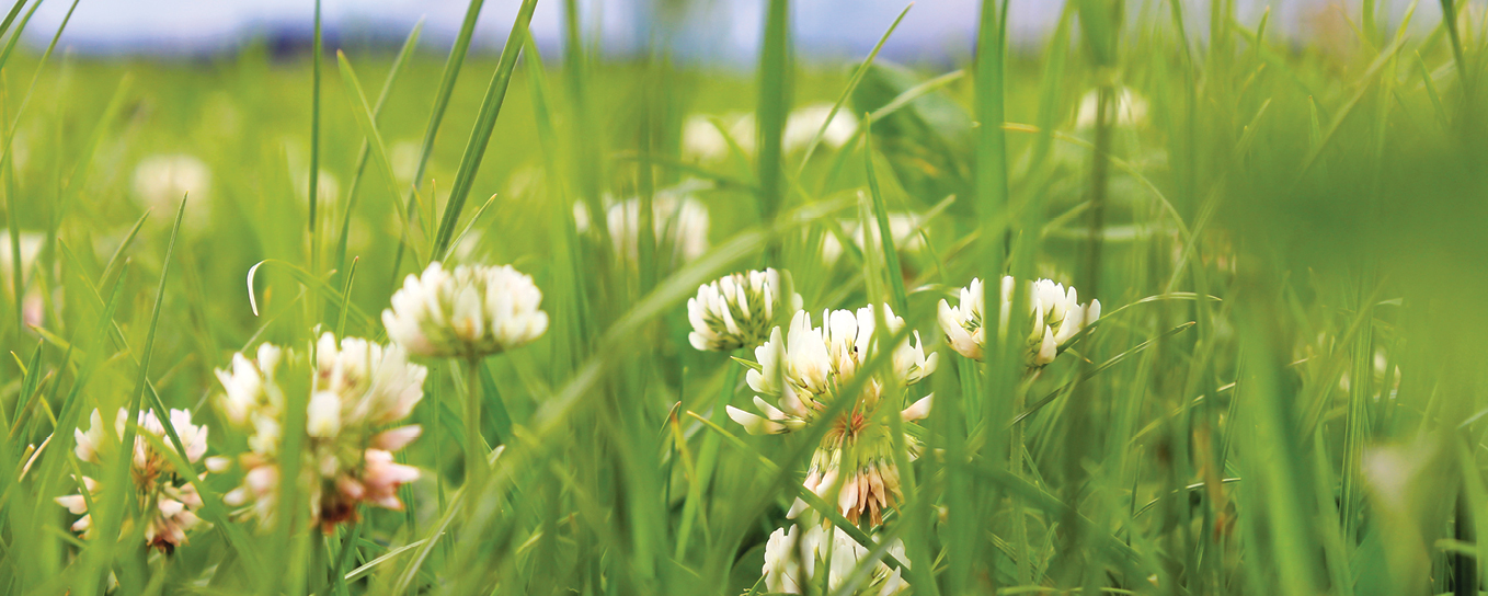 Weed control in new pasture | PGG Wrightson