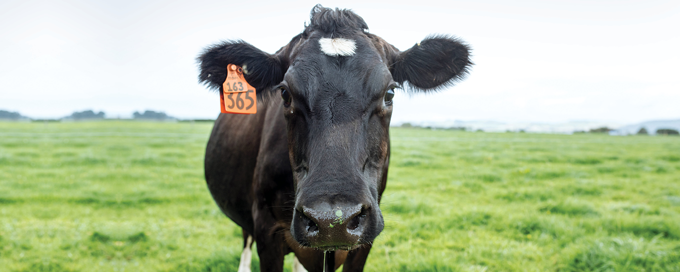 Top Tips for Downer Cows | PGG Wrightson