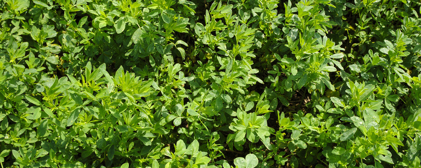 Nutrient options for lucerne | PGG Wrightson