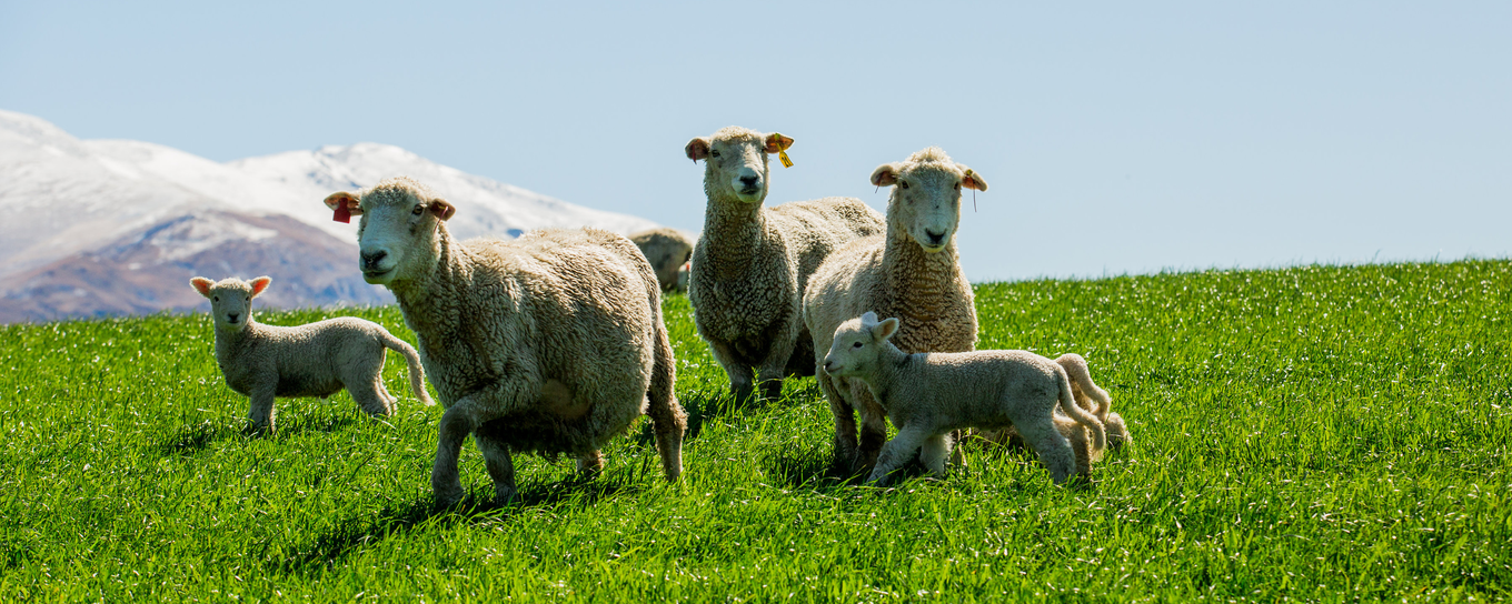 Lambs Wool In Demand | PGG Wrightson