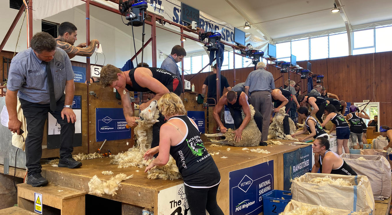 National Shearing Circuit Competition Heating Up | PGG Wrightson