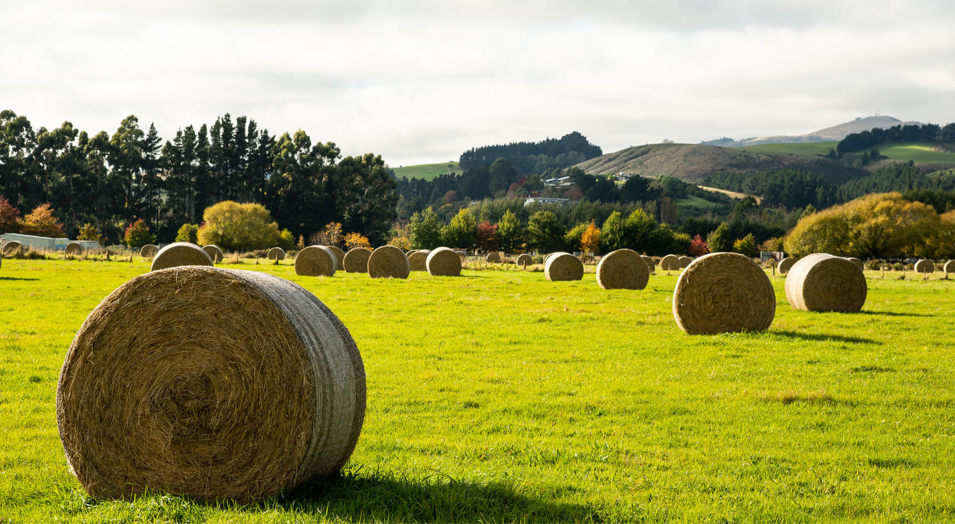 Over the Farm Gate: Abundant feed keeps South Island markets positive ...