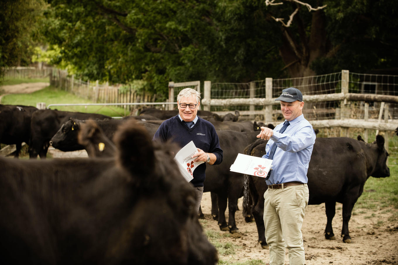 Over the Farm Gate: Bull sale season matches expectations | PGG Wrightson