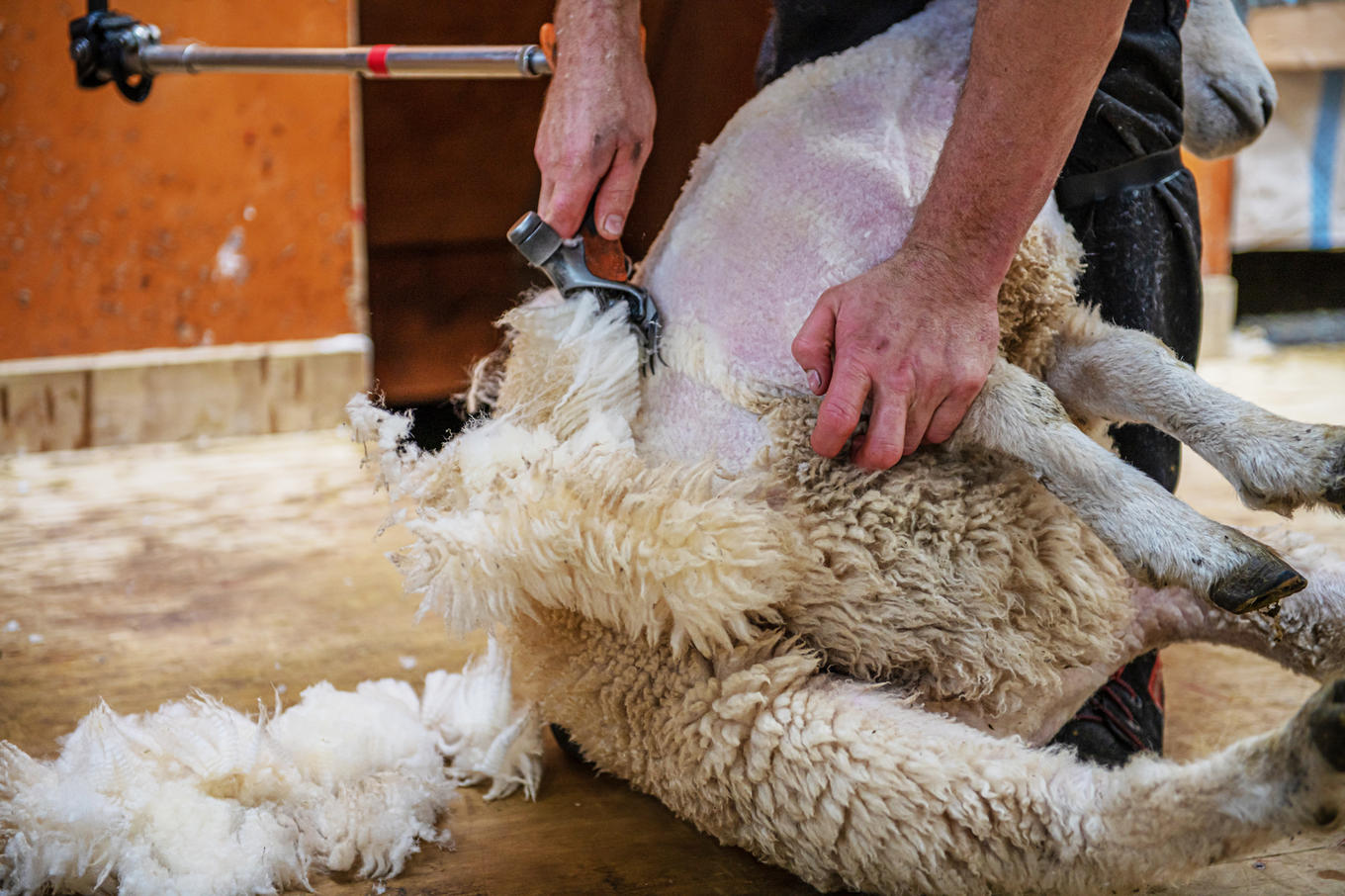 Best Practise for Woolsheds: It's all in the Preparation | PGG Wrightson