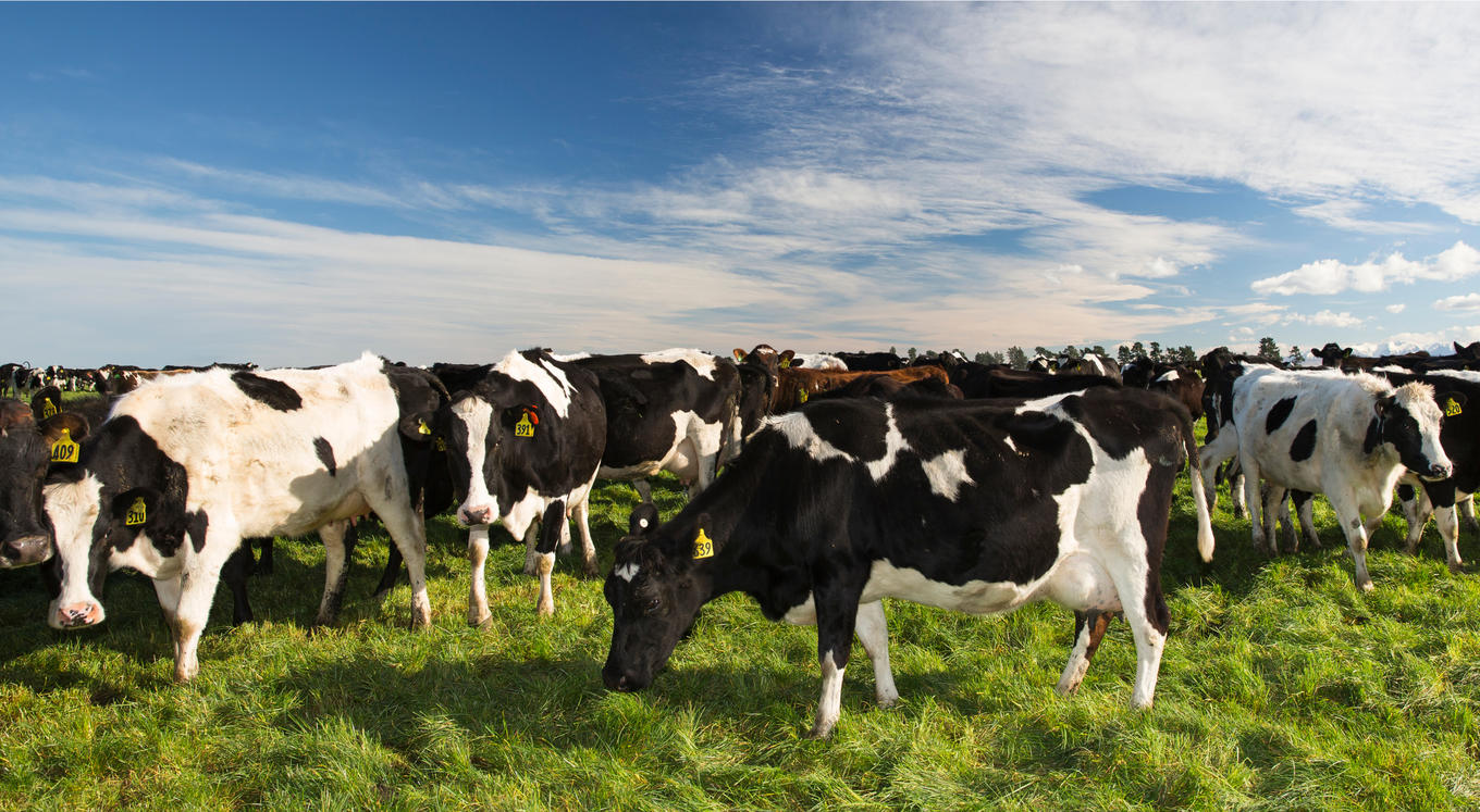 Demand strong for in-milk and close to profit cows | PGG Wrightson