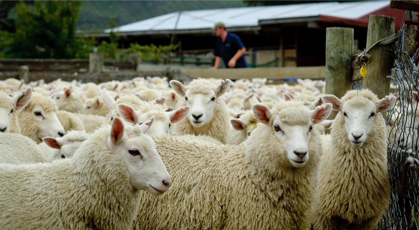 More farmers exploring shedding sheep breed options | PGG Wrightson