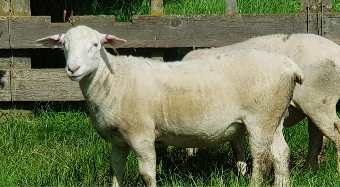 SheepMaster breed offers environmental plus productivity benefits | PGG ...