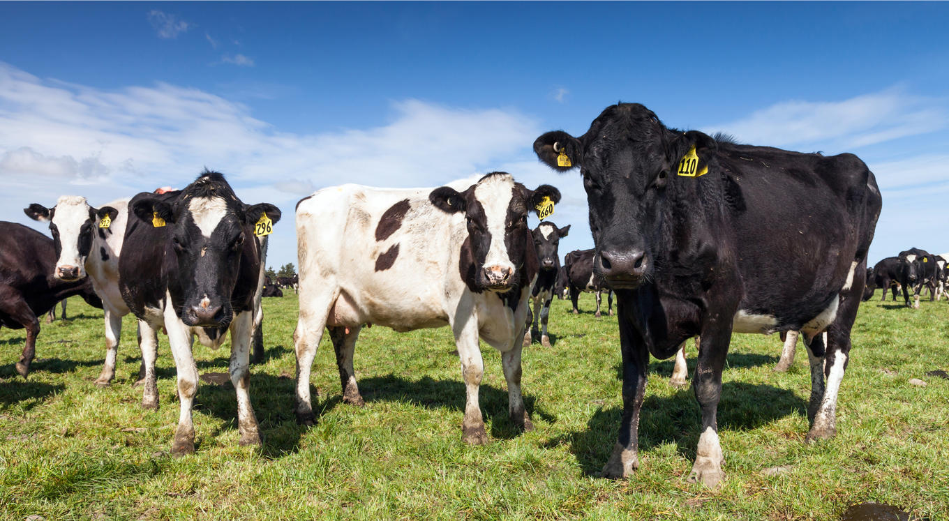 Favourable conditions and abundant feed keeping livestock markets ...