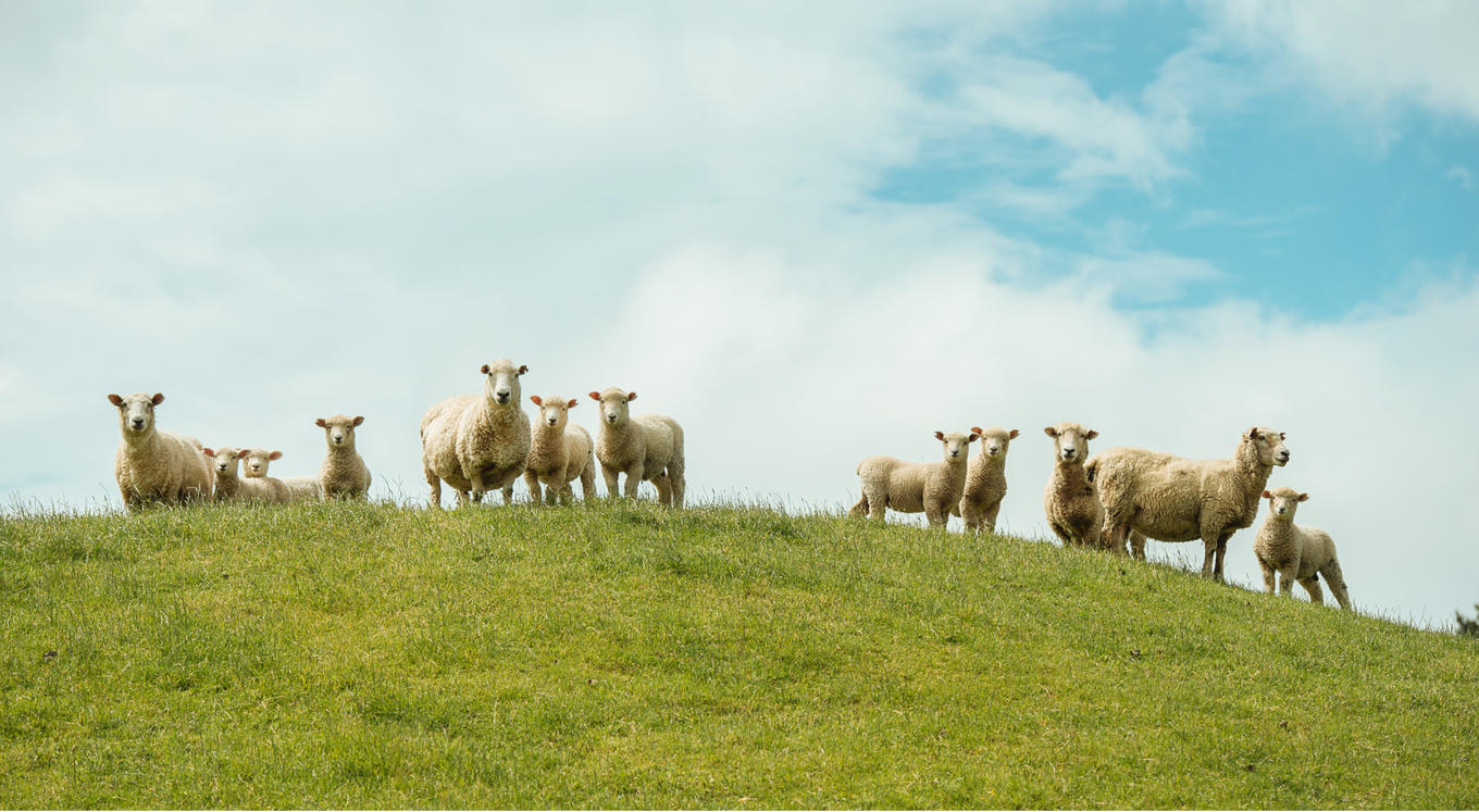 New cashflow tool helping South Island sheep farmers | PGG Wrightson