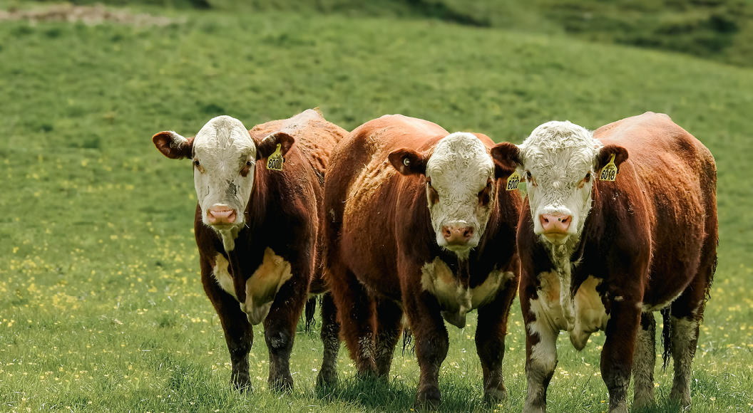 Excellent options on offer at yearling bull sales, with rams to follow ...