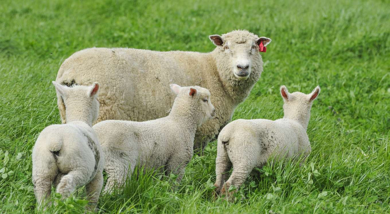 How sheep farmers are improving their cashflow with Go-Lamb | PGG Wrightson
