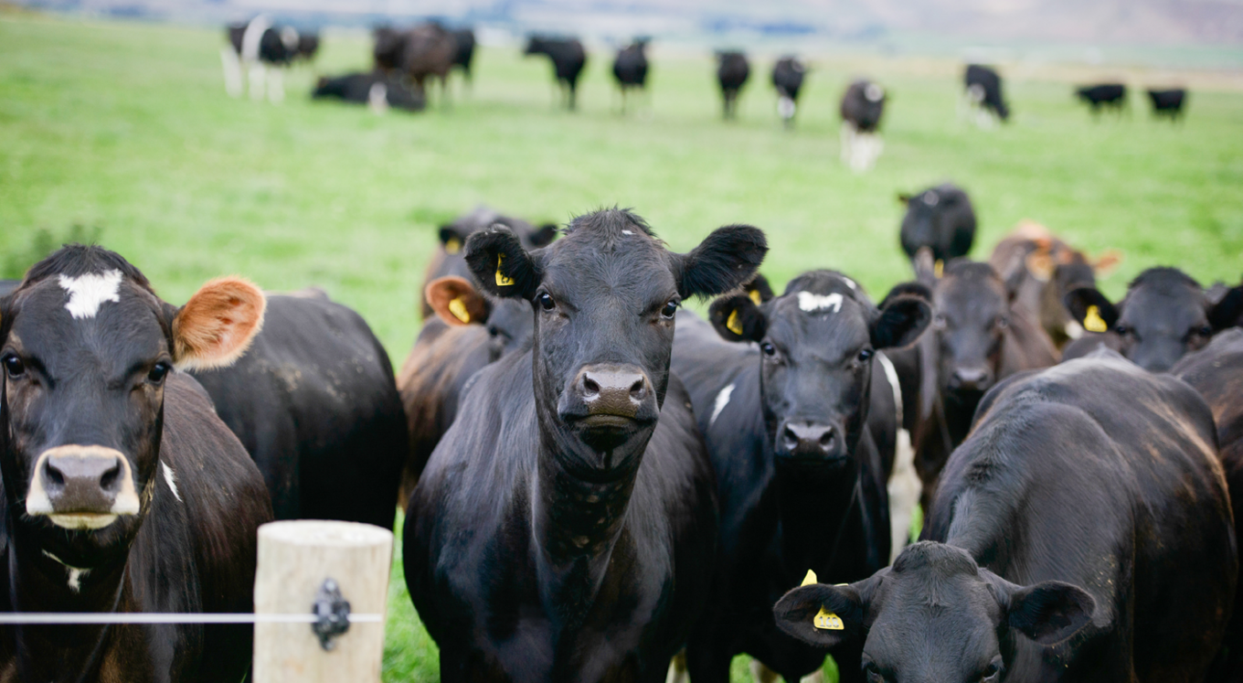 Dairy beef weaners in strong demand | PGG Wrightson