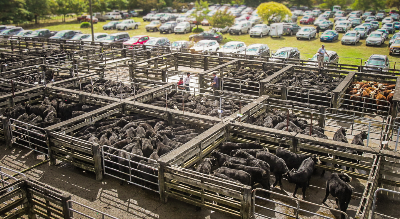Wairarapa weaner fairs showcase the region’s best | PGG Wrightson