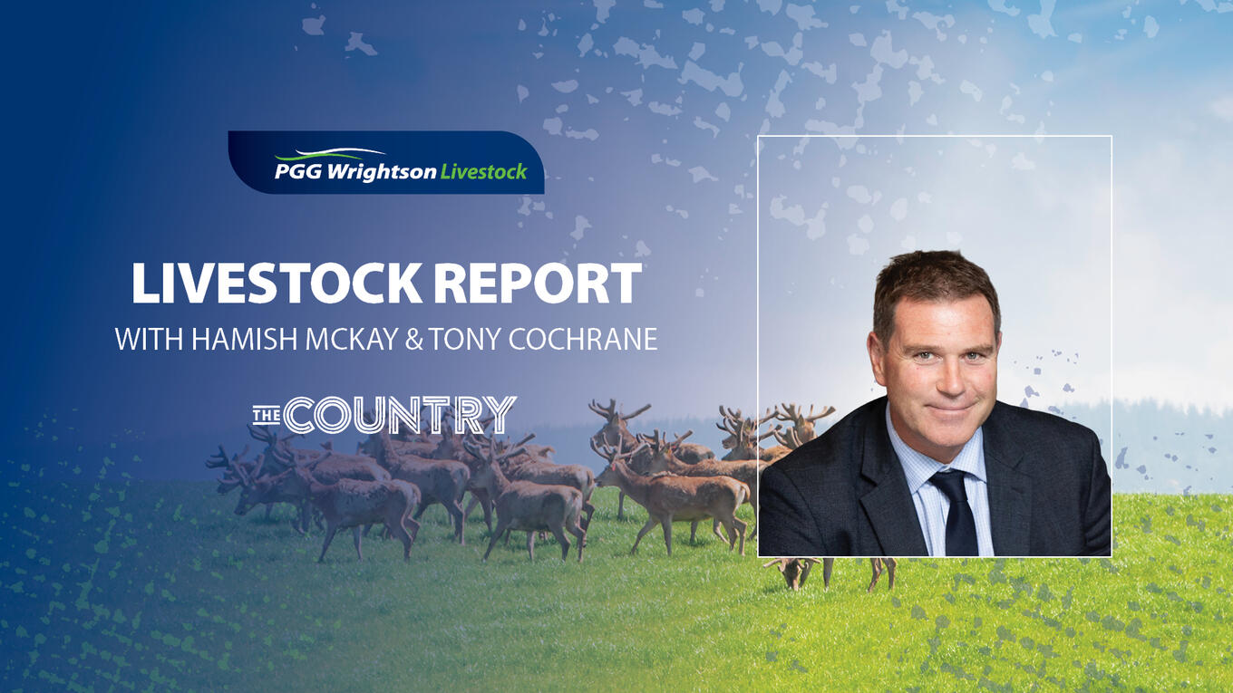 Livestock report: Venison prices hold firm as velvet supply eases ...