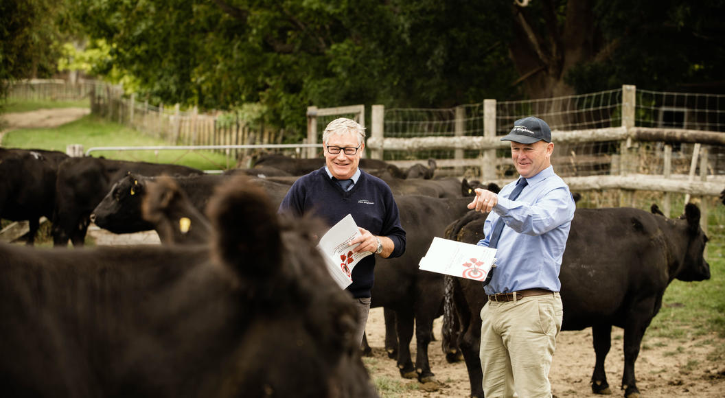 Livestock | PGG Wrightson