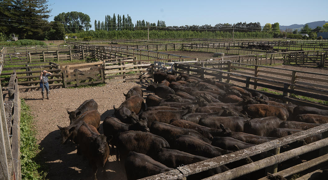 Livestock | PGG Wrightson