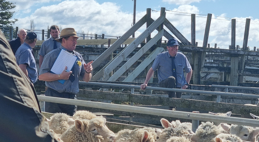 bidr onstream at largest South Island saleyard | PGG Wrightson
