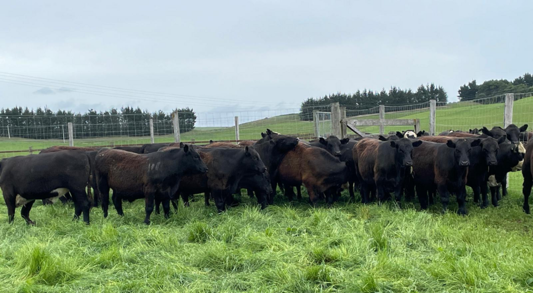 bidr onstream at largest South Island saleyard | PGG Wrightson